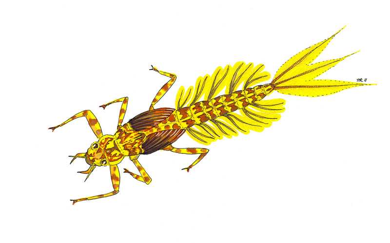 Нимфа Golden Drake. Пошаговая инструкция по вязанию нахлыстовой мушки ...